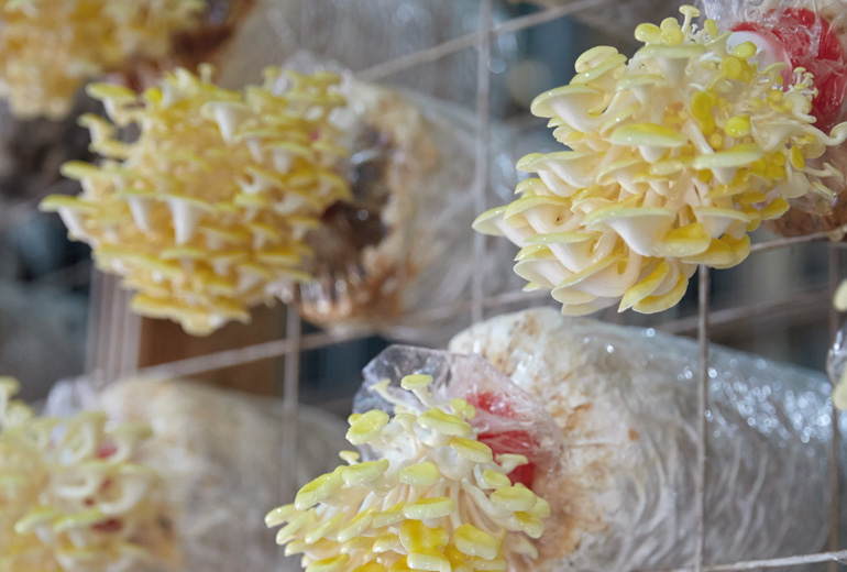 Golden Oyster Mushroom | Kin Yan